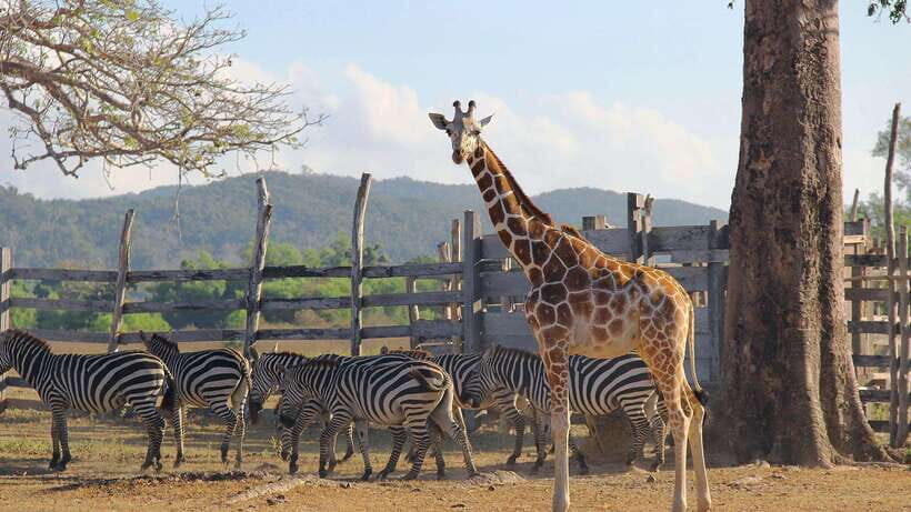 Coron Calauit Safari Tour (Private Tour) - What to Expect on the Tour