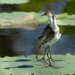 Corroboree Billabong 2.5 hour Lunch Cruise - Analyzing the Value