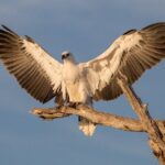 Corroboree Billabong Wetland Cruises - 2 hour Sunset Cruise - The Itinerary in Detail