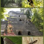 Costa Maya: Chacchoben Mayan Temples - An In-Depth Look at the Tour Experience