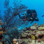 Costa Maya: Two Tank Fun Dive for Certified Divers - What’s Included and What’s Not
