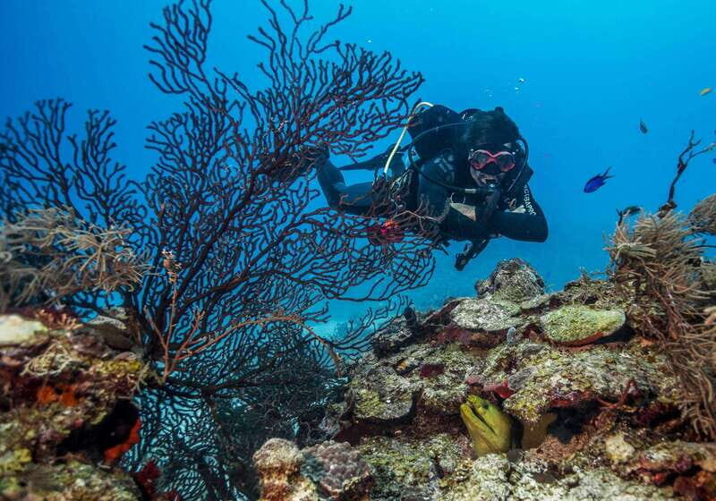 Costa Maya: Two Tank Fun Dive for Certified Divers - What’s Included and What’s Not