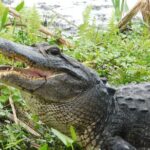 Covered Boat Swamp Tour with Transportation from New Orleans - Who Should Consider This Tour?