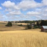 Cow Heaven: A Self-Guided Driving Tour from Point Reyes Seashore to Tomales - The Stops and What You Can Expect
