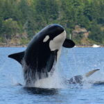 Cowichan Bay: Half-Day Whale & Wildlife Adventure - Who Should Consider This Tour