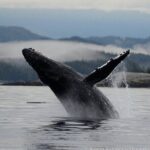 Cowichan Bay Half Day Whale & Wildlife Adventure - Who Should Consider This Tour?
