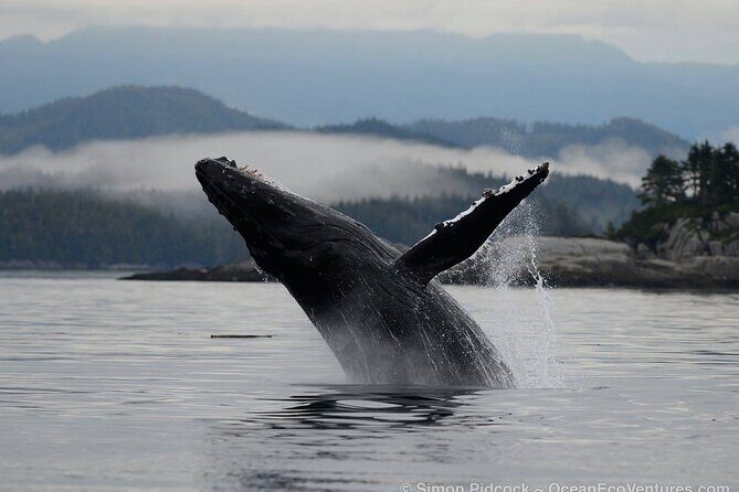 Cowichan Bay Half Day Whale & Wildlife Adventure - Who Should Consider This Tour?