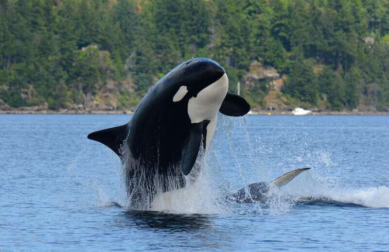 Cowichan Bay: Half-Day Whale & Wildlife Adventure - Who Should Consider This Tour