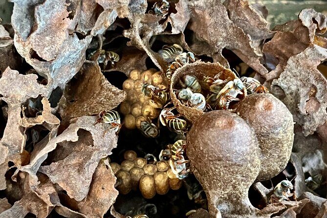 Cozumel: Bee Farm + Honey & Chocolate Tasting + Sightseeing - Transportation and Duration: Why They Matter