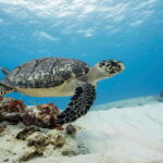 Cozumel Discover Scuba Diving from boat - Why This Tour Offers Real Value