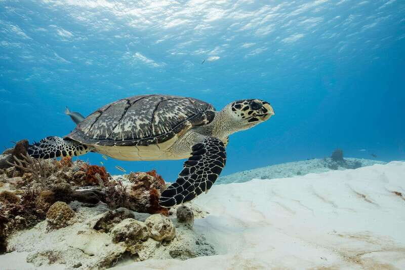 Cozumel Discover Scuba Diving from boat - Why This Tour Offers Real Value