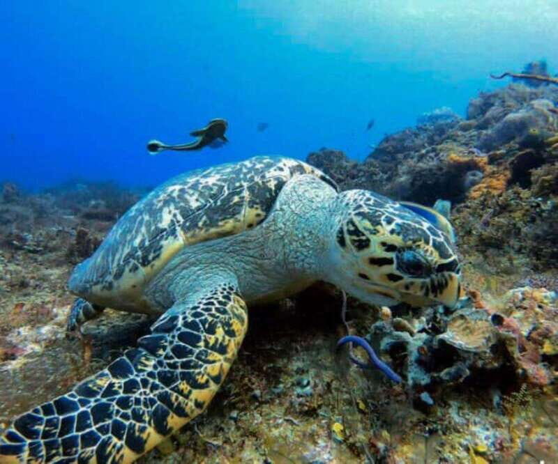 Cozumel: Discover Scuba Diving - Key Points