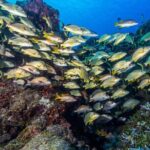 Cozumel Dive Package - Certified Divers from the Riviera Maya (4 dives) - An In-Depth Look at the Cozumel Dive Package