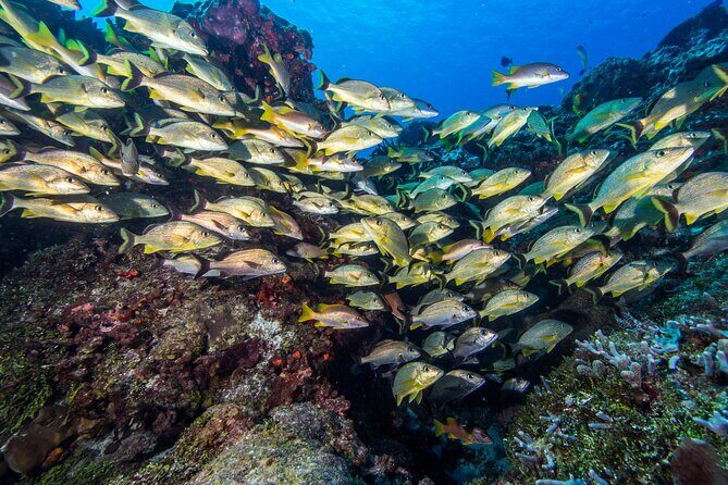Cozumel Dive Package - Certified Divers from the Riviera Maya (4 dives) - An In-Depth Look at the Cozumel Dive Package
