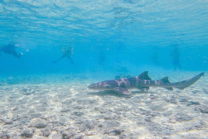 Cozumel Drive, Splash & Beach - In Practical Terms: The Price and Duration
