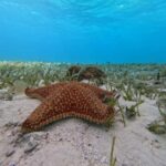 Cozumel, El Cielo: 4-Hour Shared Snorkeling Tour - Authentic Experiences and Traveler Feedback