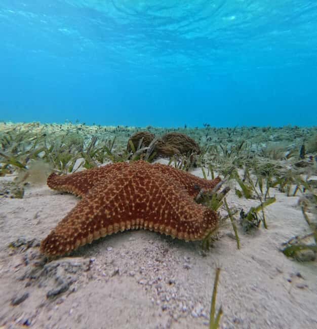 Cozumel, El Cielo: 4-Hour Shared Snorkeling Tour - Authentic Experiences and Traveler Feedback