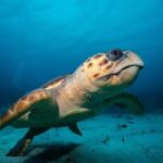 Cozumel Express 2-Tank Dives from Playa del Carmen/ Only for Certified Divers - The Itinerary: What to Expect on Your Day in the Water