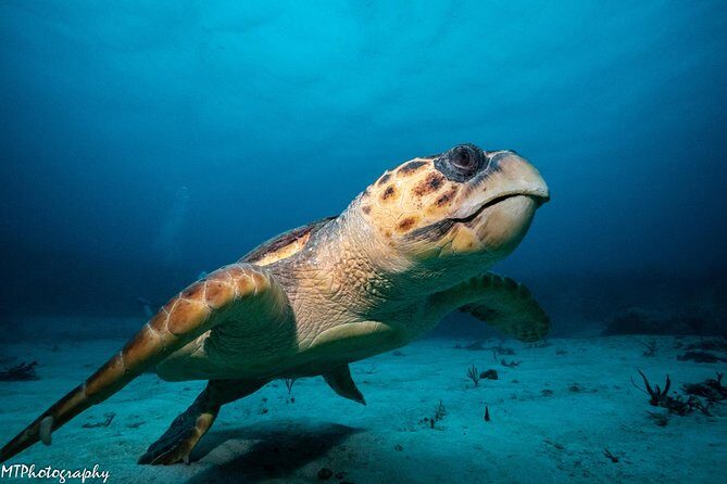 Cozumel Express 2-Tank Dives from Playa del Carmen/ Only for Certified Divers - The Itinerary: What to Expect on Your Day in the Water