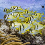 Cozumel Marine Park: Discover Scuba Diving Experience - Itinerary Breakdown: What You’ll Experience