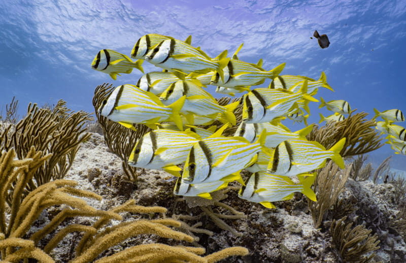 Cozumel Marine Park: Discover Scuba Diving Experience - Itinerary Breakdown: What You’ll Experience