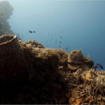 Cozumel: Ocean Dive - An Overview of What to Expect