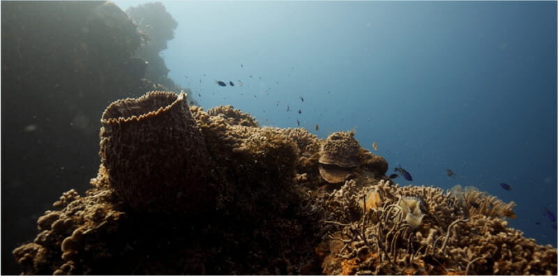 Cozumel: Ocean Dive - An Overview of What to Expect