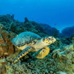Cozumel: Open Water PADI Diver Course - The Itinerary Breakdown