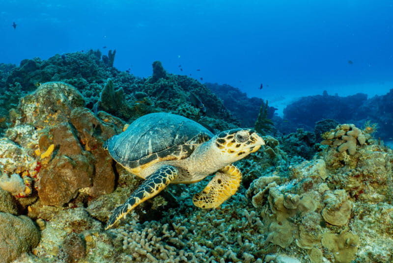 Cozumel: Open Water PADI Diver Course - The Itinerary Breakdown