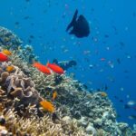 Cozumel Reef Snorkeling Tour - Analyzing the Itinerary