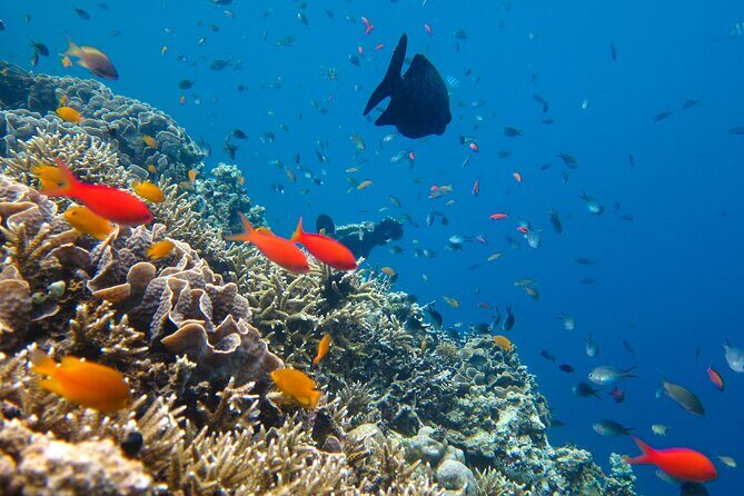 Cozumel Reef Snorkeling Tour - Analyzing the Itinerary