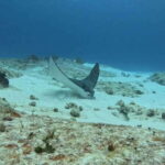 Cozumel Scuba Diving: 2 Tanks in the National Park for certified divers - What You Can Expect from the Tour