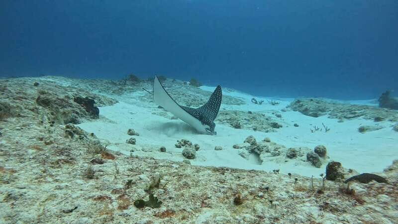 Cozumel Scuba Diving: 2 Tanks in the National Park for certified divers - What You Can Expect from the Tour