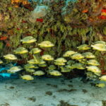 Cozumel: Snorkeling Boat Tour - Final Thoughts on the Snorkeling Boat Tour in Cozumel