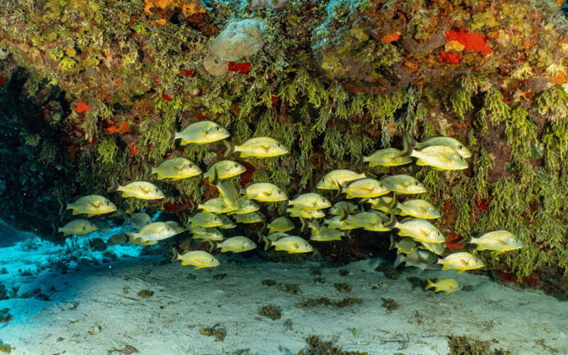 Cozumel: Snorkeling Boat Tour - Final Thoughts on the Snorkeling Boat Tour in Cozumel