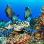 Cozumel Snorkeling Tour from Playa del Carmen - Authentic Experiences and Real Feedback