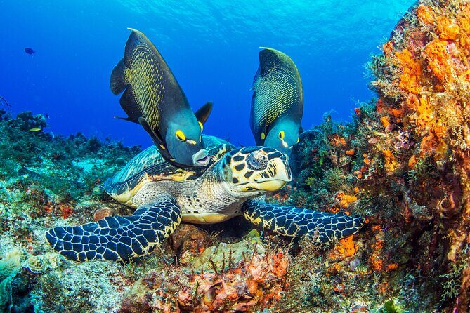 Cozumel Snorkeling Tour from Playa del Carmen - Authentic Experiences and Real Feedback