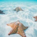 Cozumel Snorkeling Tour to Palancar Reef and El Cielo - What’s Included and What’s Not