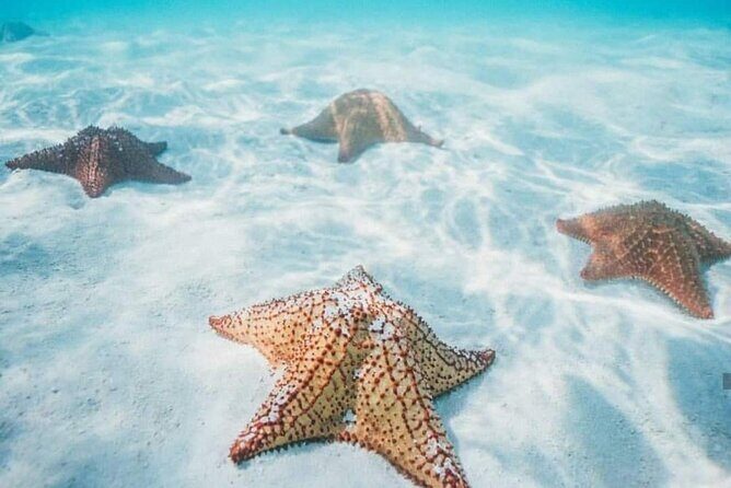 Cozumel Snorkeling Tour to Palancar Reef and El Cielo - What’s Included and What’s Not