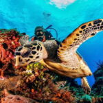 Cozumel: South Marine Park & Cozumel Reef Scuba Diving Tour - The Experience at a Glance: Why It Stands Out