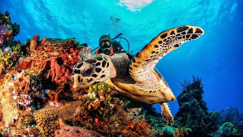 Cozumel: South Marine Park & Cozumel Reef Scuba Diving Tour - The Experience at a Glance: Why It Stands Out
