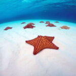 Cozumel: Transparent bottom boat tour and snorkeling activity. - Detailed Itinerary Breakdown