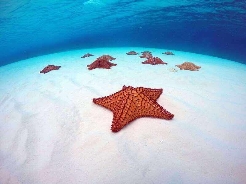 Cozumel: Transparent bottom boat tour and snorkeling activity. - Detailed Itinerary Breakdown