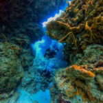 Cozumel: Two reef dives in Marine Park, certified divers - What to Expect: A Detailed Dive Day