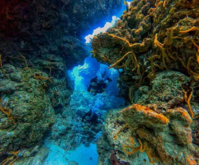 Cozumel: Two reef dives in Marine Park, certified divers - What to Expect: A Detailed Dive Day