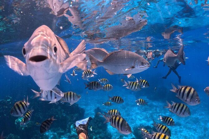Cozumel's Best: Snorkel Adventure in El Cielo and El Cielito - The Itinerary in Detail: What to Expect
