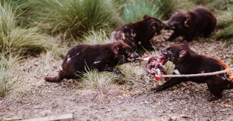 Cradle Mountain: After Dark Tasmanian Devil Feeding Tour - The Evening Feeding Tour: What to Expect