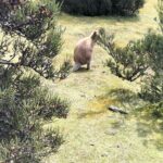 Cradle Mountain Sightseeing Tour from Devonport or Burnie - The Sum Up: Who Will Enjoy This Tour the Most?