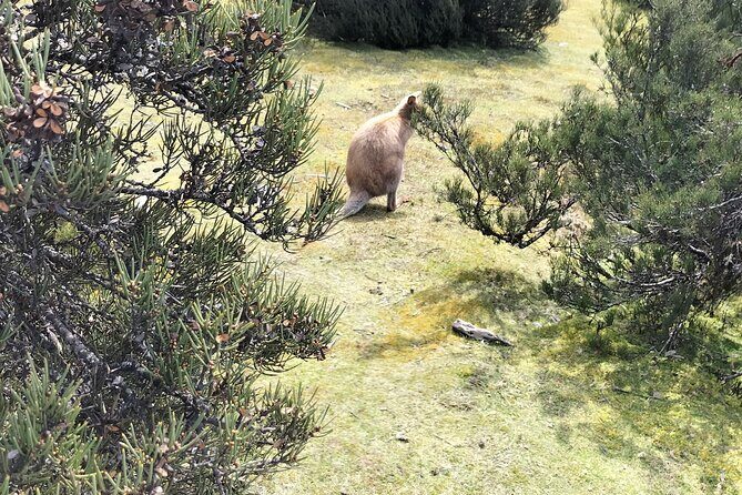 Cradle Mountain Sightseeing Tour from Devonport or Burnie - The Sum Up: Who Will Enjoy This Tour the Most?