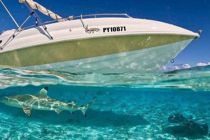 Crazyseahorseborabora Comfortable boat , sensational snorkeling . - A Closer Look at Itinerary and Highlights